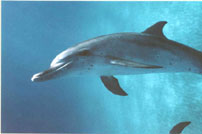 Wild Dolphins Ahoy in California’s Channel Islands! | Laurel Kallenbach