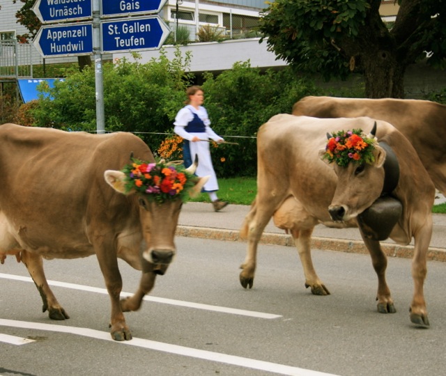 Cows on Parade: A Swiss Celebration | Laurel Kallenbach