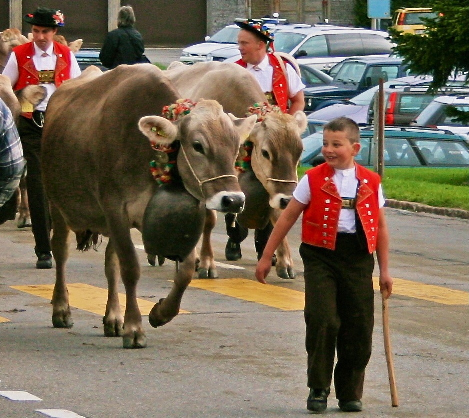 Cows on Parade: A Swiss Celebration | Laurel Kallenbach